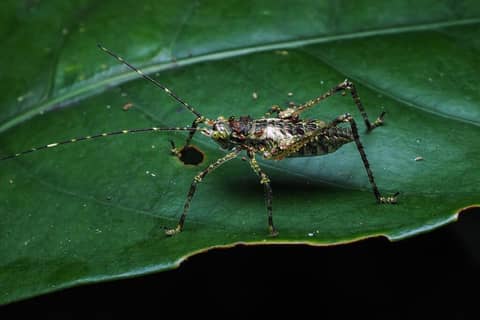 Fakta Spiny Rainforest Katydid di Hutan Hujan Australia | IDN Times