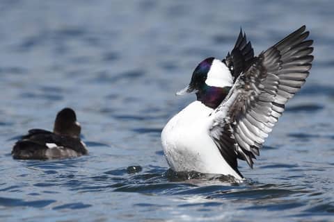 Fakta Unik Bufflehead, Bebek Penyelam Amerika Utara | IDN Times