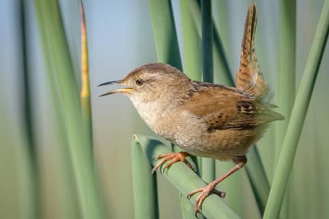 Fakta Menarik Marsh Wren, Burung dengan Ratusan Lagu | IDN Times