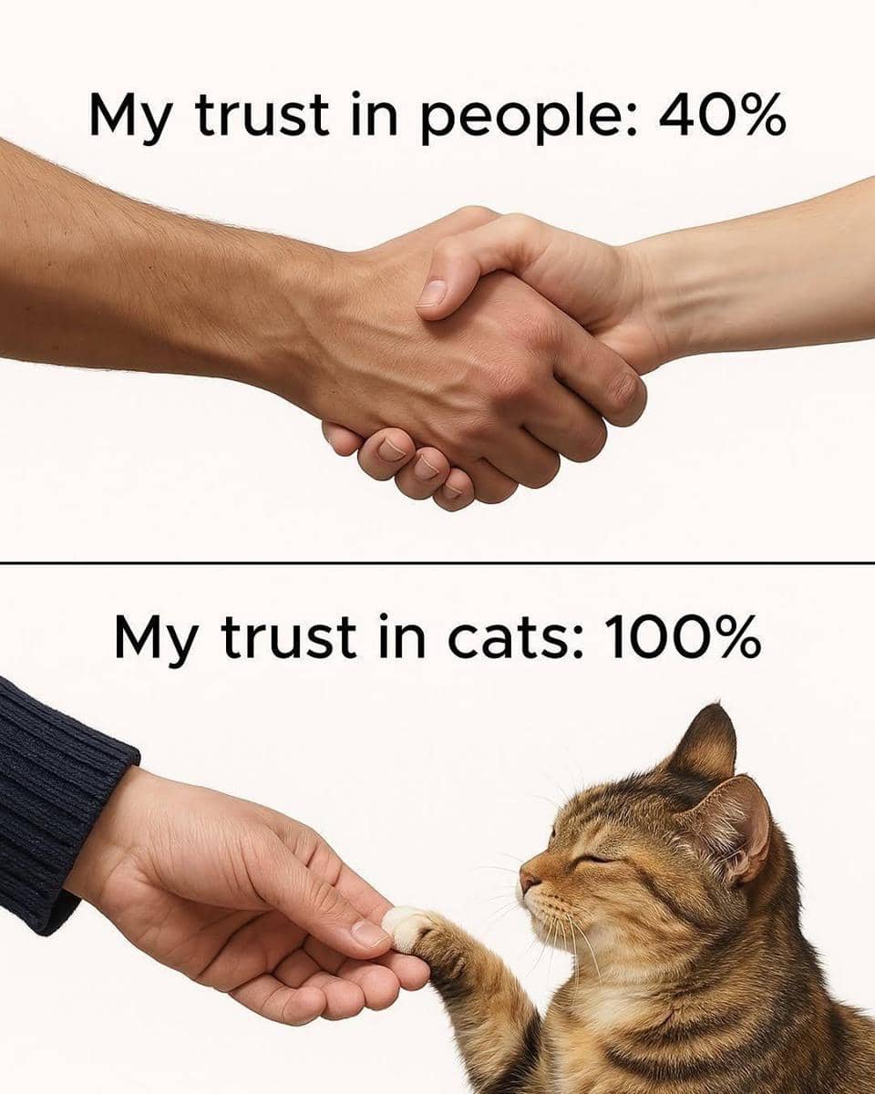 8 Meme Kucing tentang Kepercayaan | IDN Times