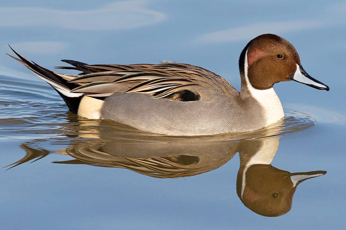 Fakta Menarik Northern Pintail di Tiga Benua | IDN Times