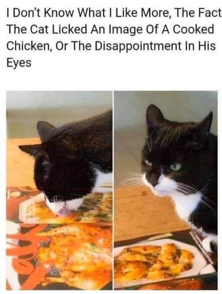 8 Meme Kucing tentang Kekecewaan, Ngambek Gak Dikasih Makan | IDN Times