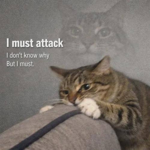 8 Meme Kucing yang Suka Menyerang, Babunya Jadi Korban | IDN Times