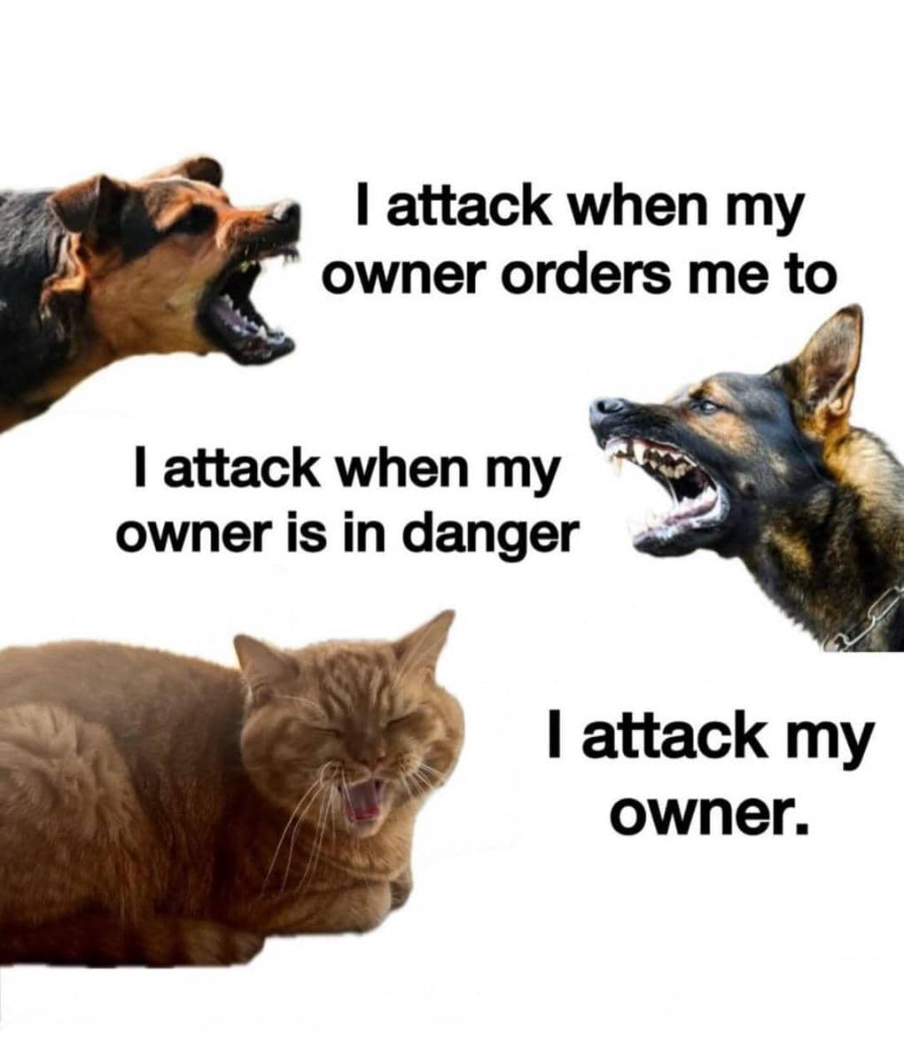 8 Meme Kucing yang Suka Menyerang, Babunya Jadi Korban | IDN Times