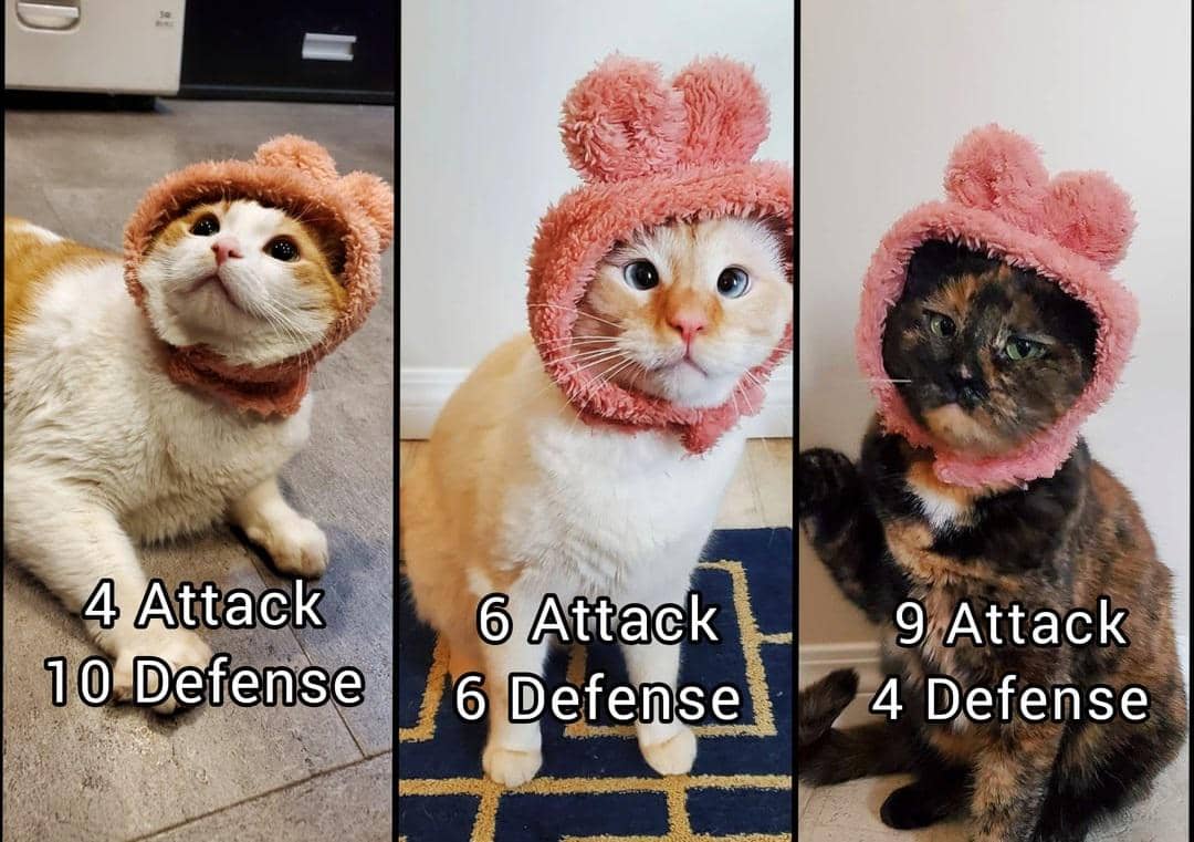 8 Meme Kucing yang Suka Menyerang, Babunya Jadi Korban | IDN Times