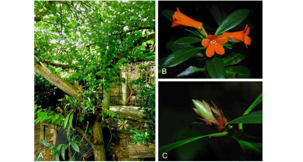 BRIN Temukan Spesies Baru Rhododendron Berbunga Oranye di Sulteng | IDN ...